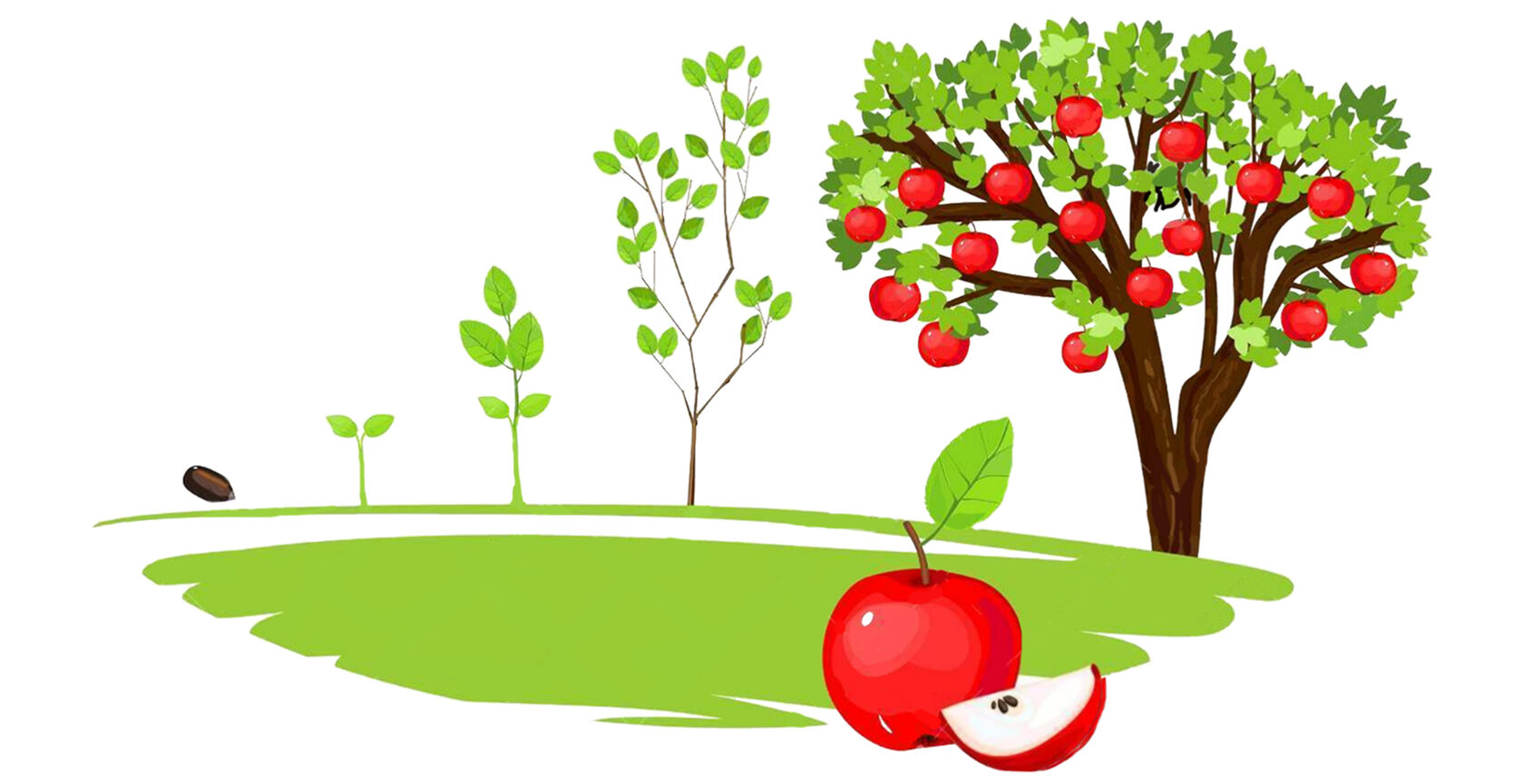 Яблоня Символ Описание Фото – Telegraph