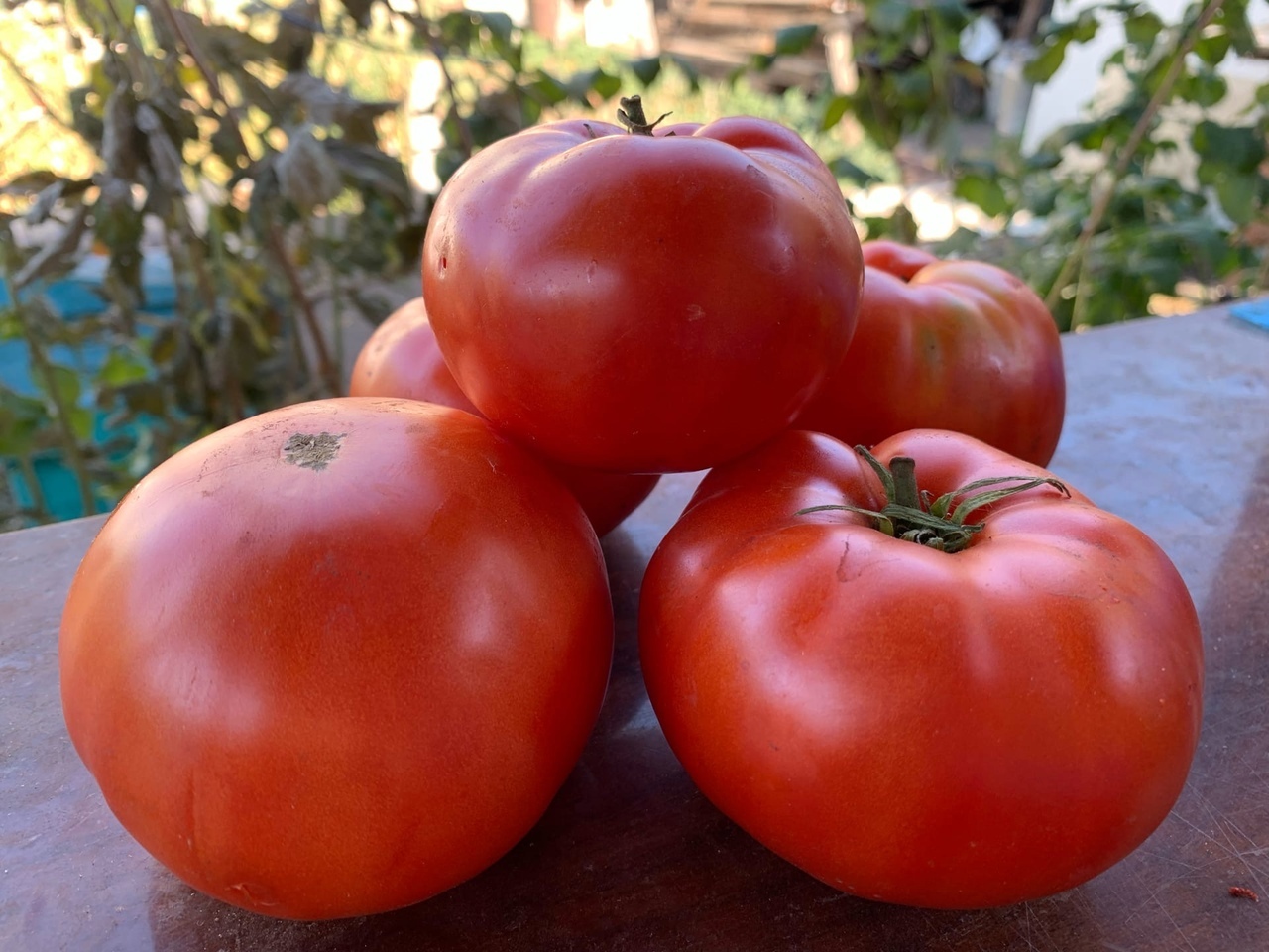 Томат Мясистый Описание Сорта Фото Отзывы – Telegraph