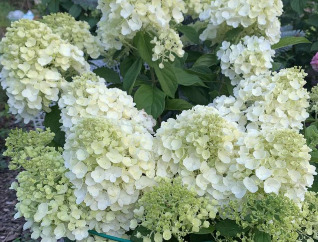 Метельчатая гортензия Summer Snow / Саммер сноу