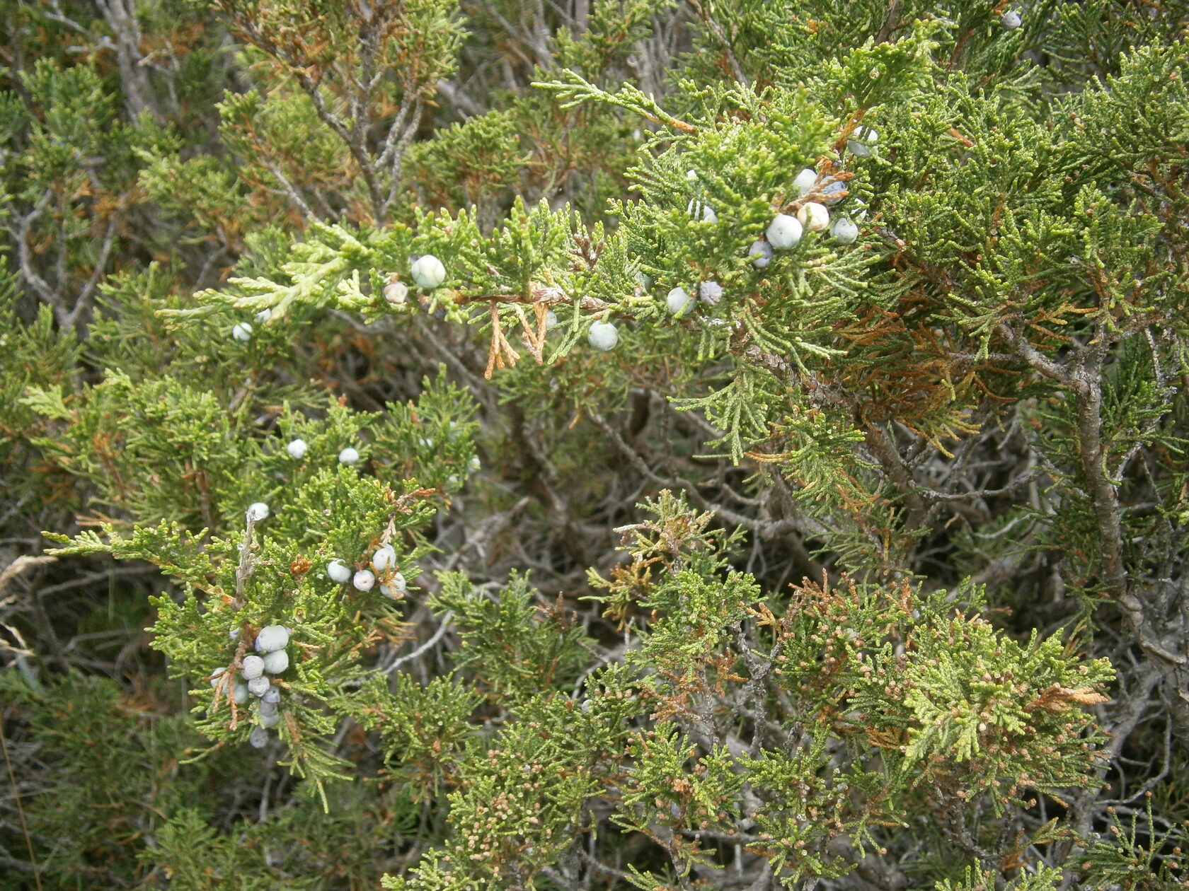 Sabina (Juniperus sabina)