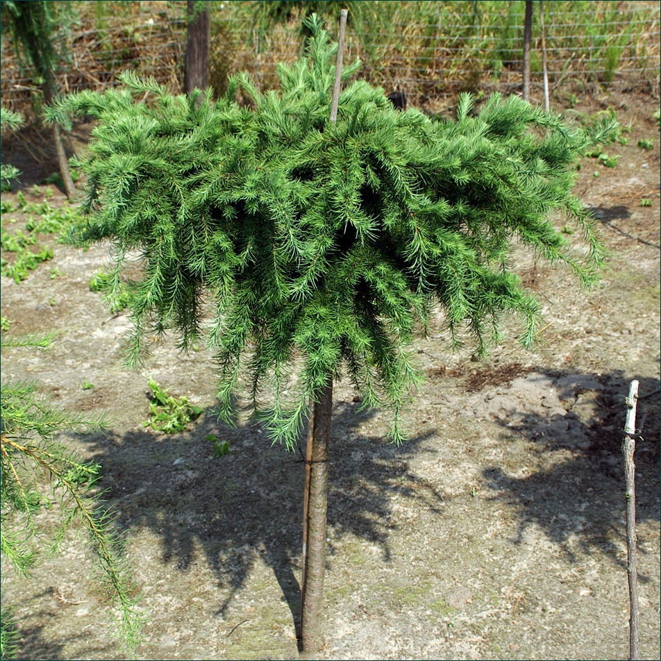 Лиственница европейская Литтл Богл (Larix decidua Little Bogle ) в ...