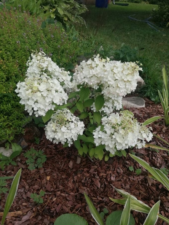 Гортензия метельчатая Литл Альф (Hydrangea paniculata Little Alf)