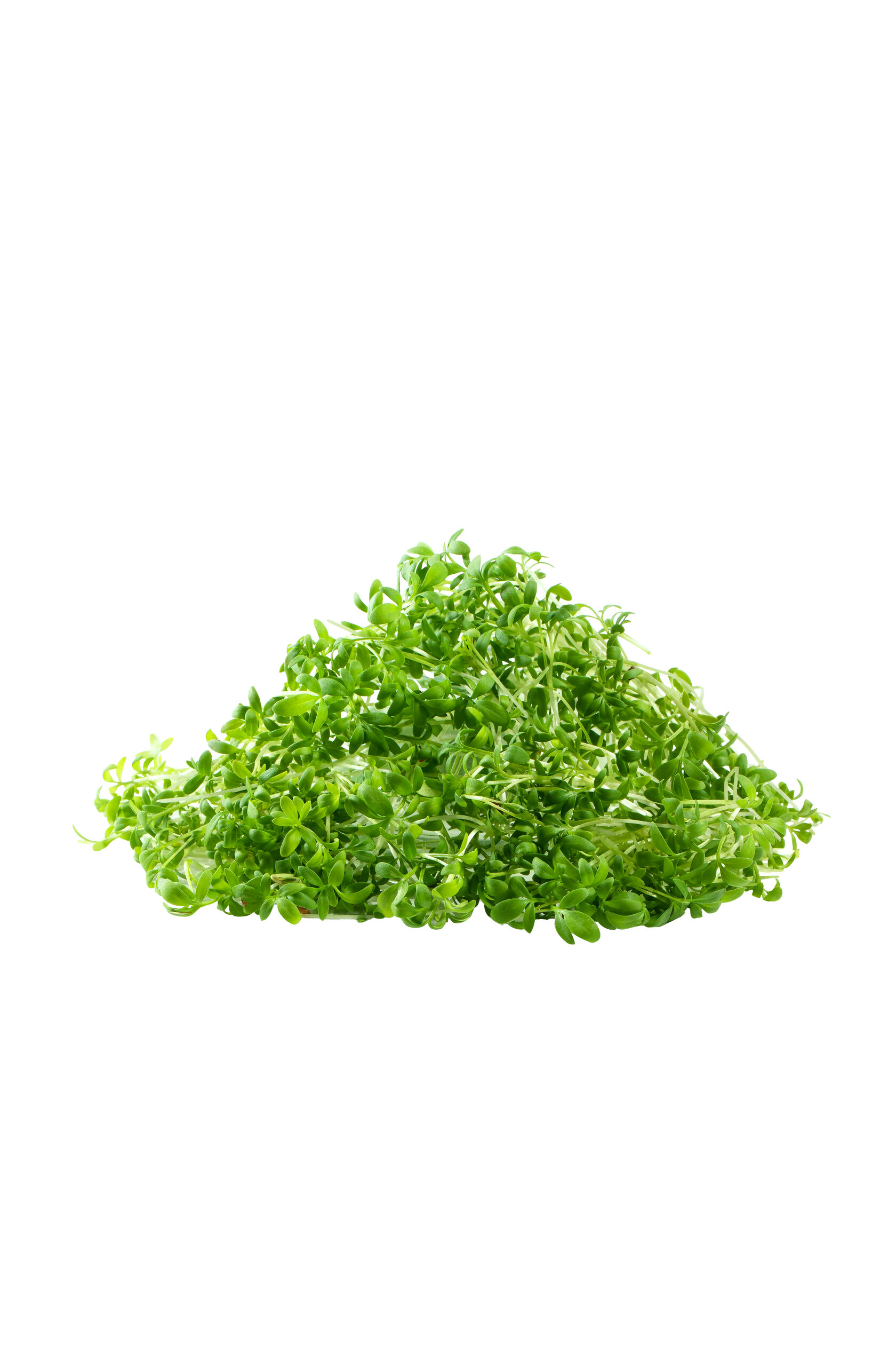 Cress - Microgreen Cut