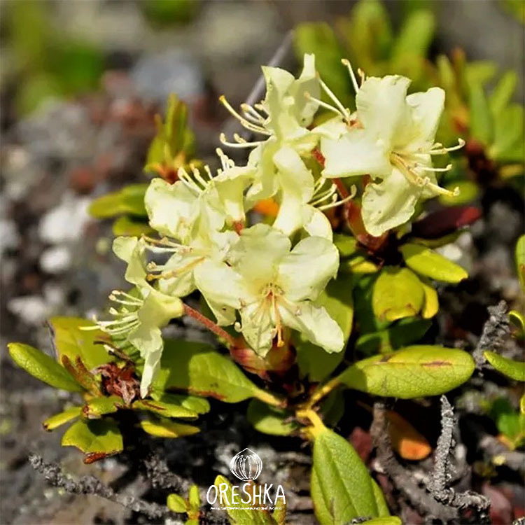 Organic Golden Rhododendron Seeds | Kashkara Flower Seeds | Oreshka Seeds