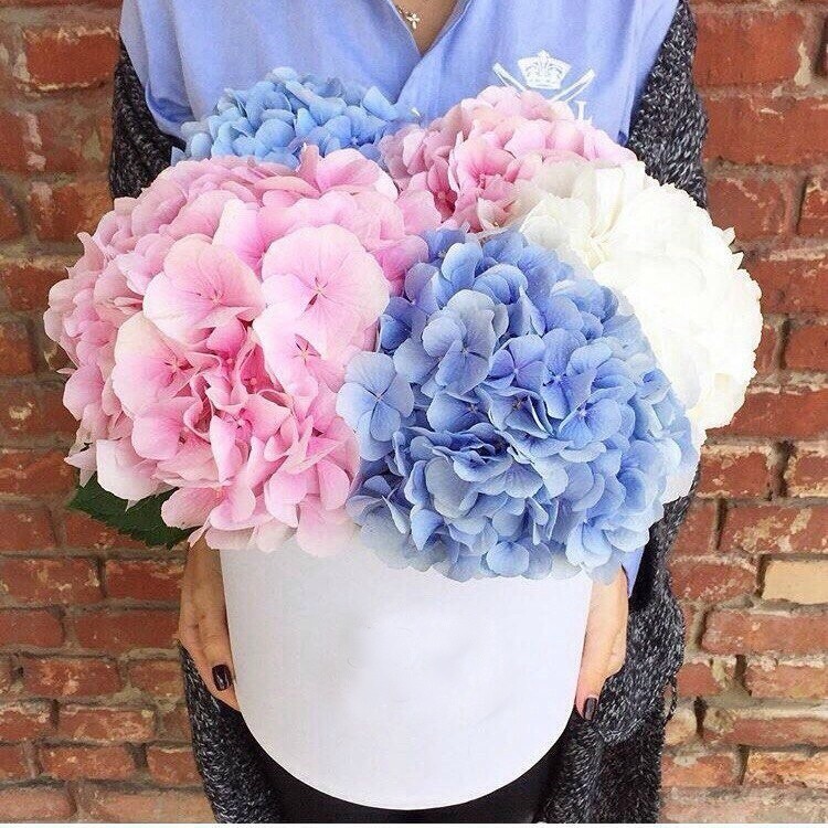 Купить гортензии в коробке без предоплаты в Москве