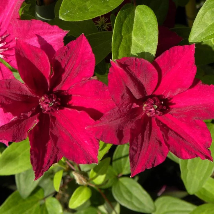 Клематис Perida (Перида)