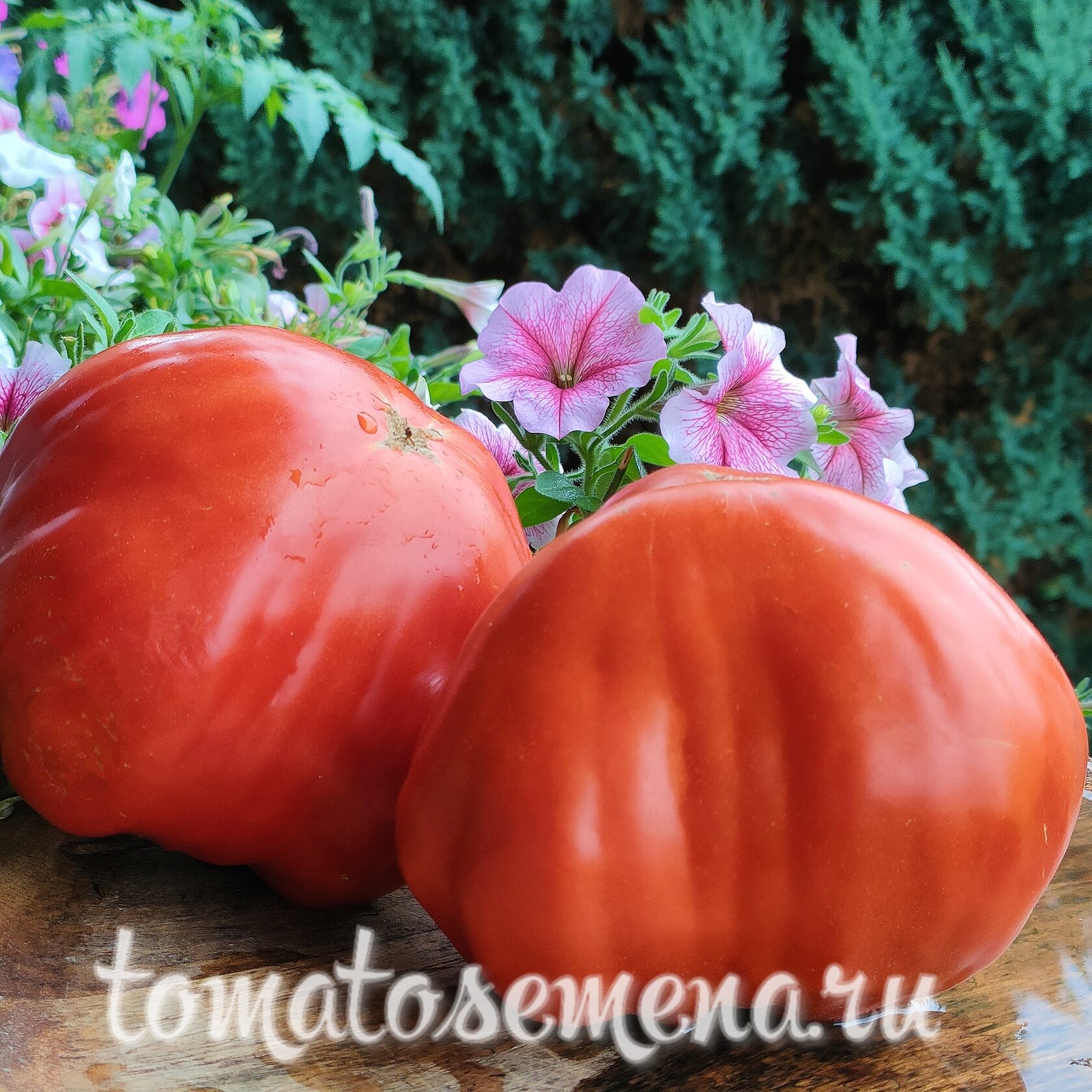 Итальянская Семейная Реликвия (Italian Heirloom)