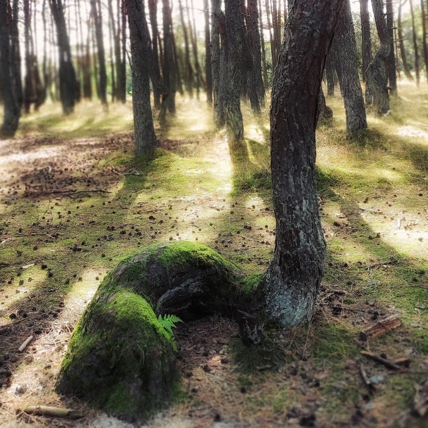 Куршская коса - волшебный край