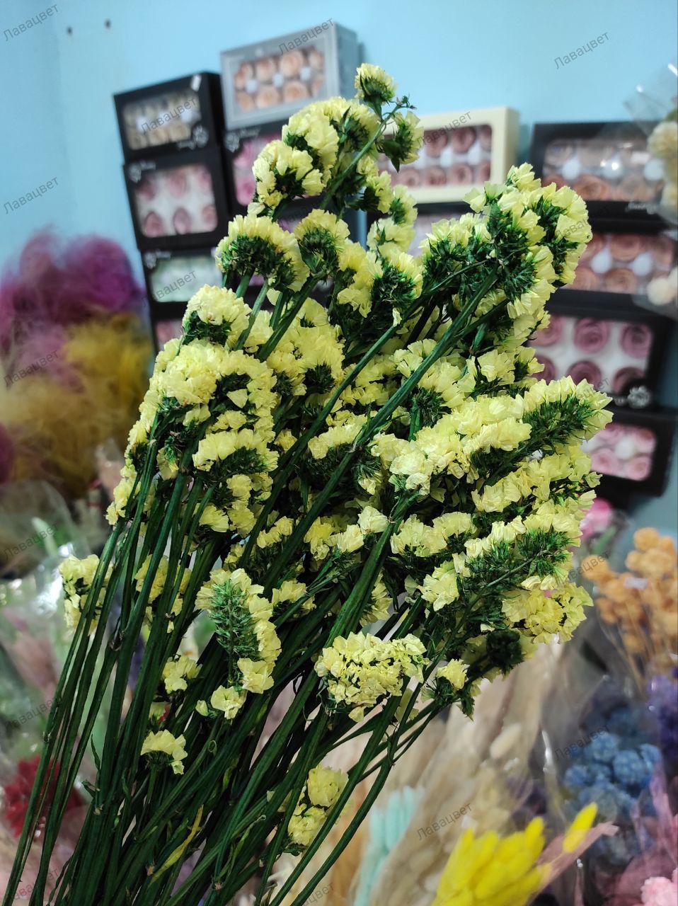 статица сухоцвет