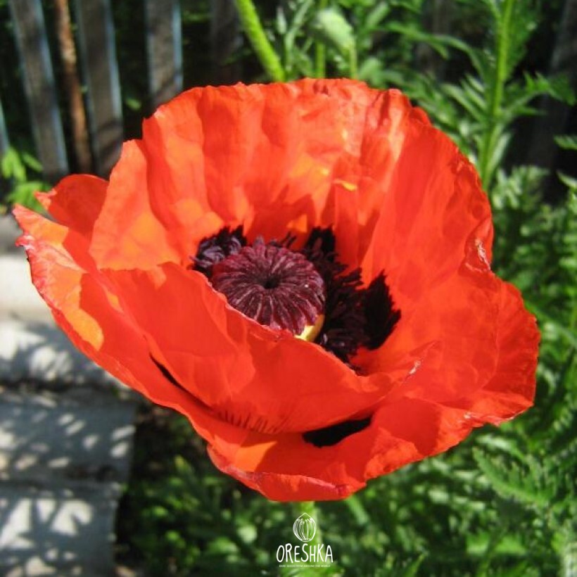 Buy Organic Garden Decorative Perennial Poppy Flower Seeds: Premium ...