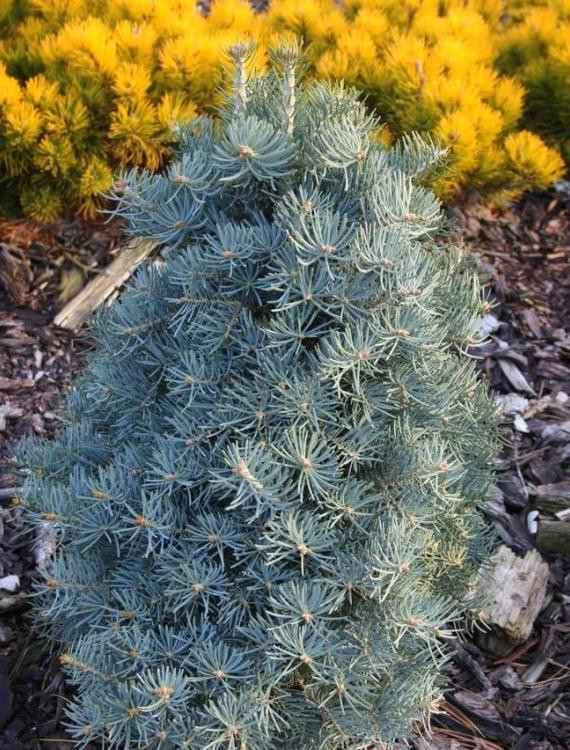 Пихта одноцветная Пигмея (Abies concolor Pygmaea ) в Москве: купить ...