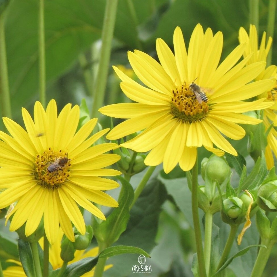 Silphium perfoliatum fresh seeds, cup plant, Herb seeds | Oreshka seeds