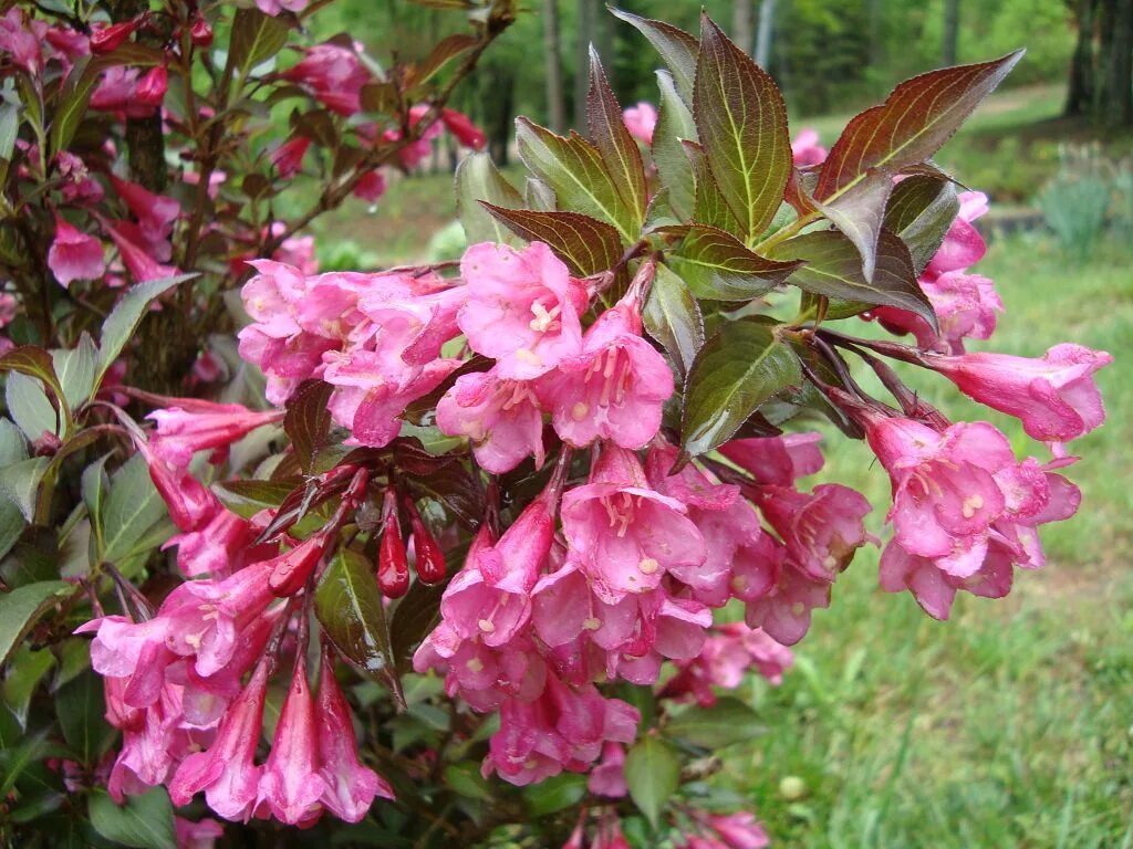 Вейгела Nana Purpurea