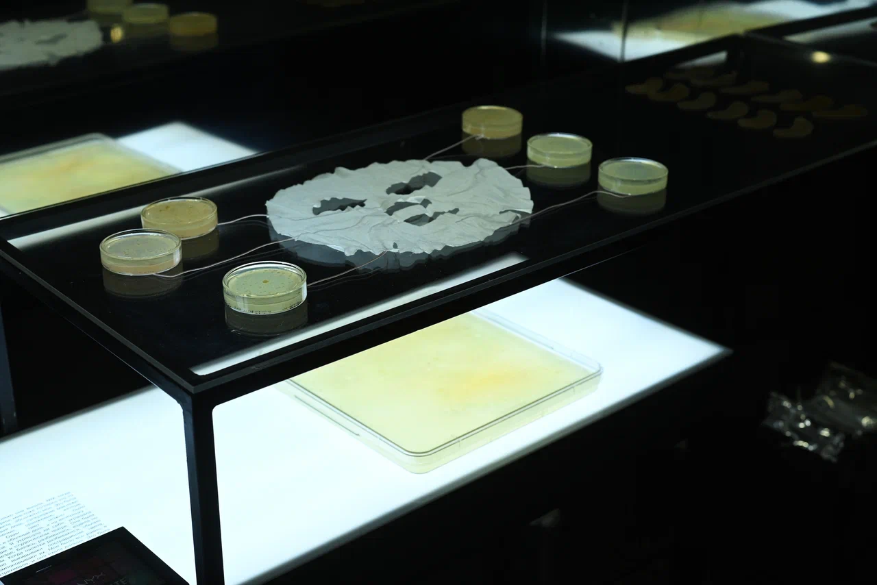 Bacterial Makeup