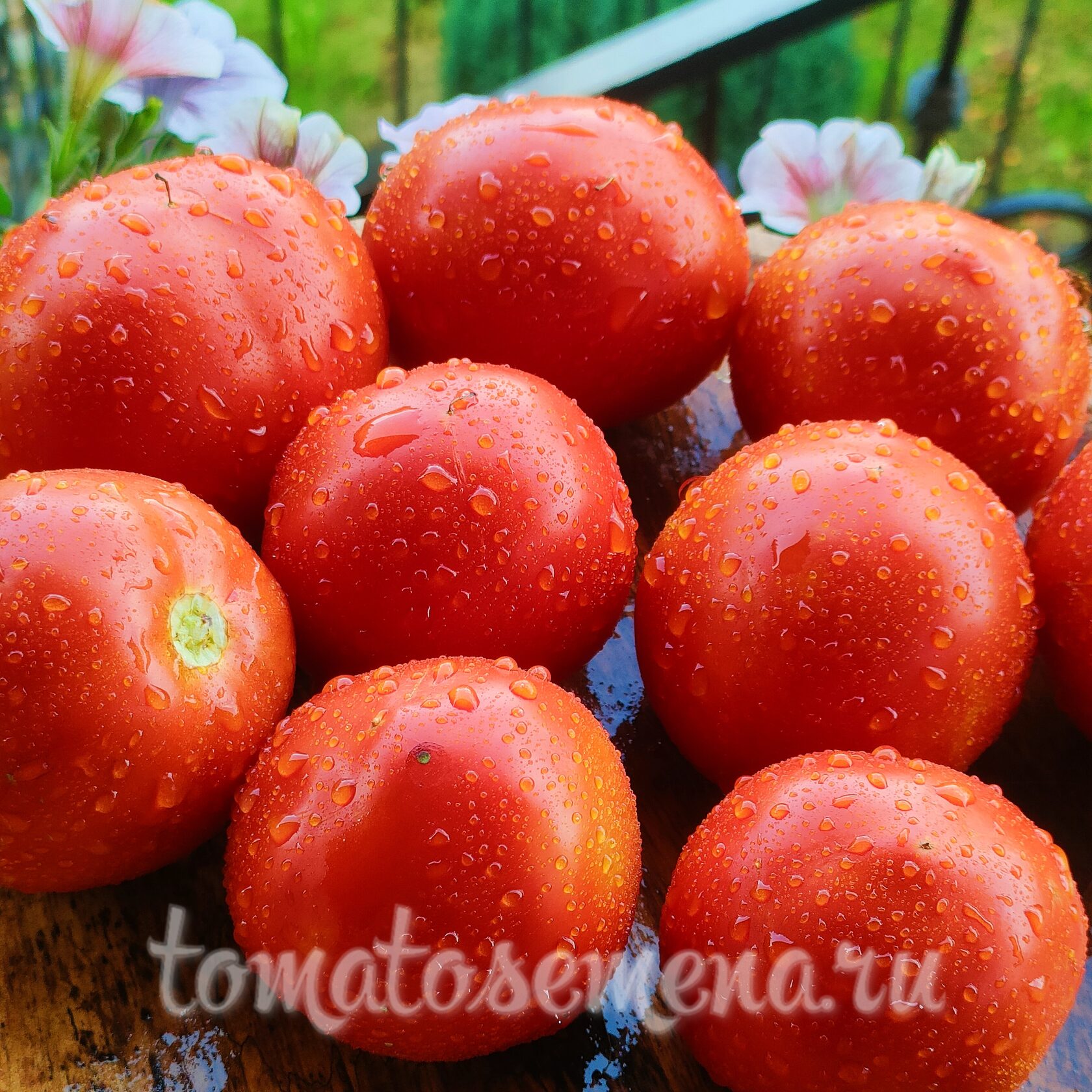 Хайнц 1370 (Heinz 1370)