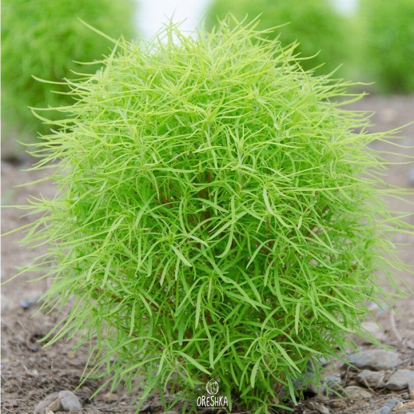 Kochia green fresh seeds, pyramidal shrub, Herb seeds | Oreshka seeds