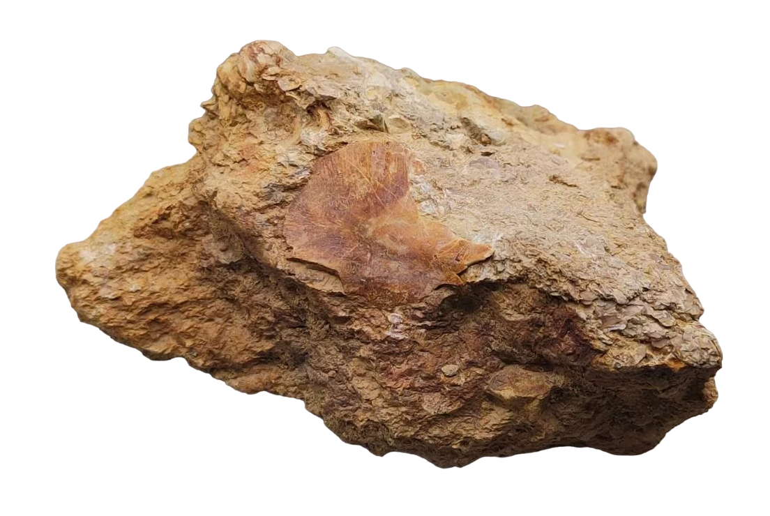 Щиток рыбы Plourdosteus