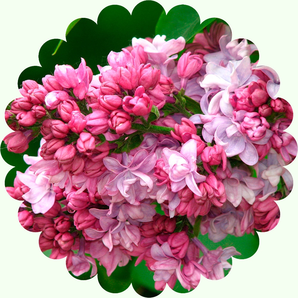 Сирень махровая Свитхарт