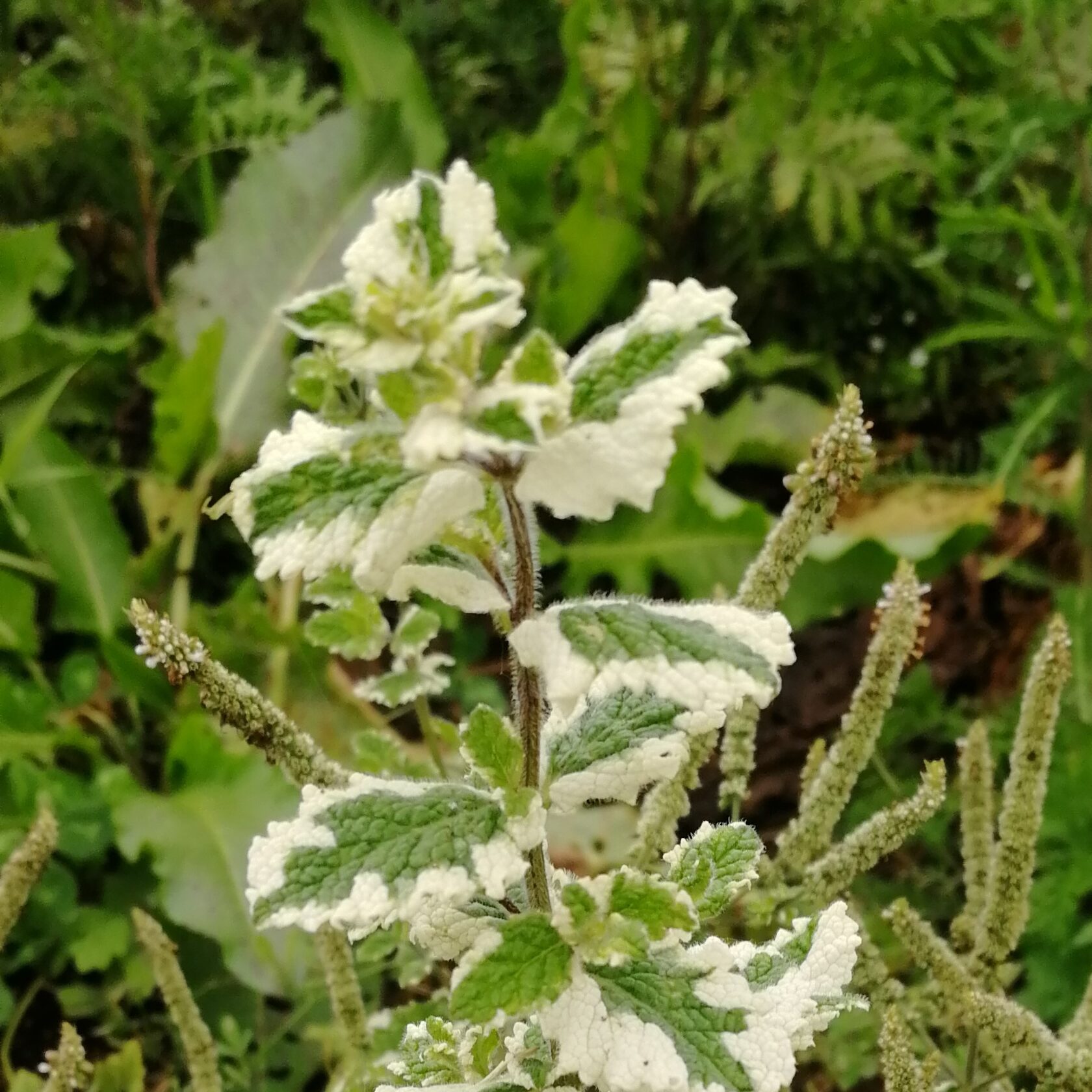 Мята пестролистная Пинедо, саженцы