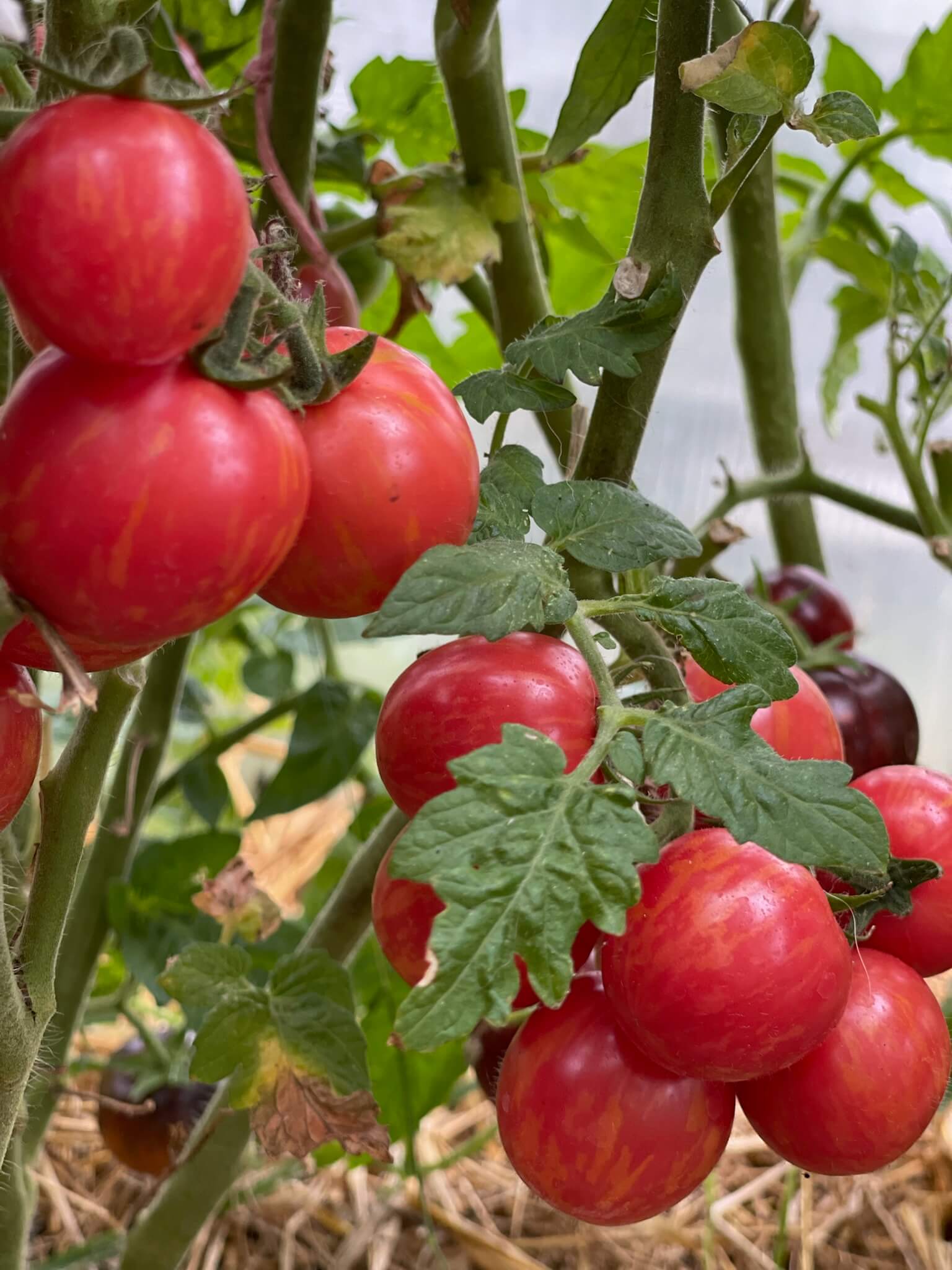 Dwarf Raspberry Beret