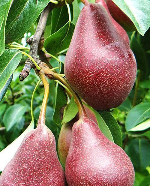 Груша "БРЯНСКАЯ КРАСАВИЦА"