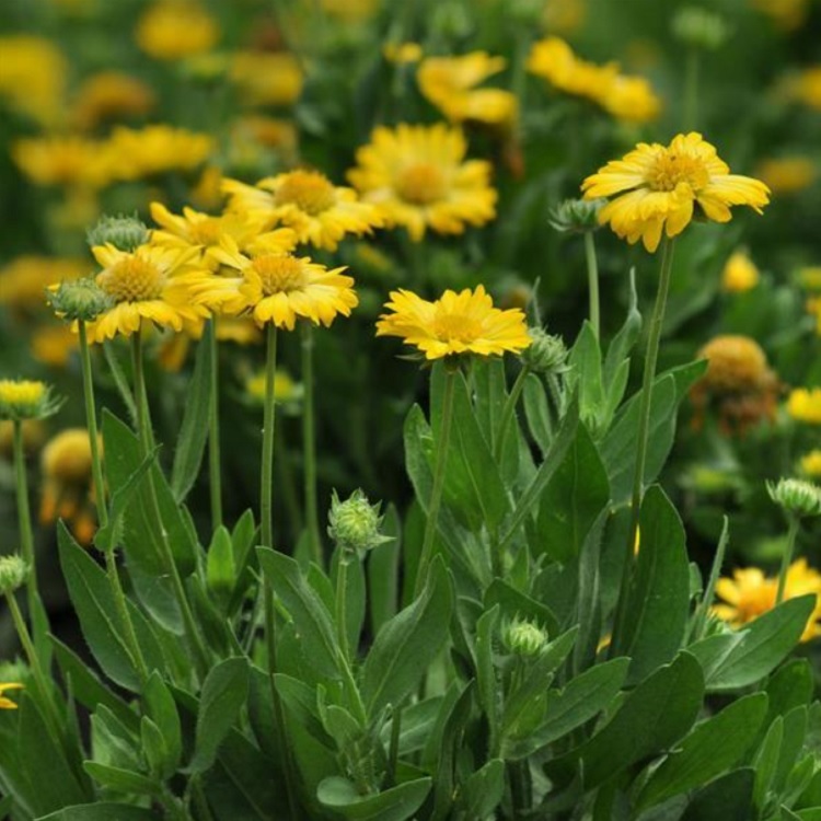 Buy Organic Gaillardia Aristata Seeds: The Vibrant Blanket Flower ...