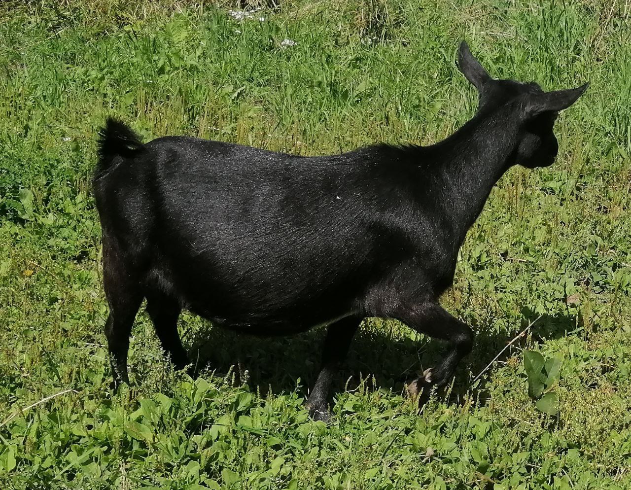 БОГИНЯ. Violet's Acre Night Enchantment