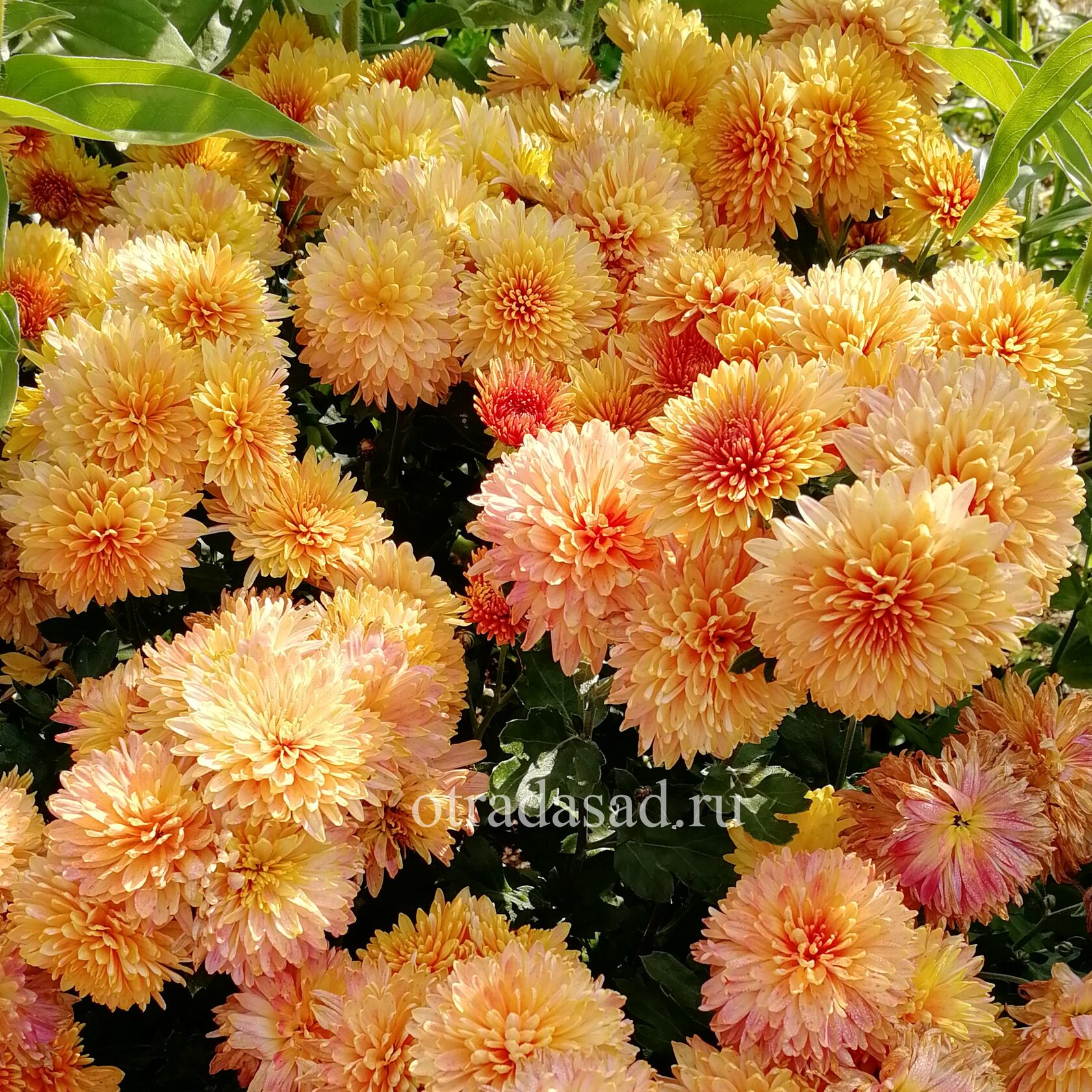 Хризантема корейская оранжевая, саженцы