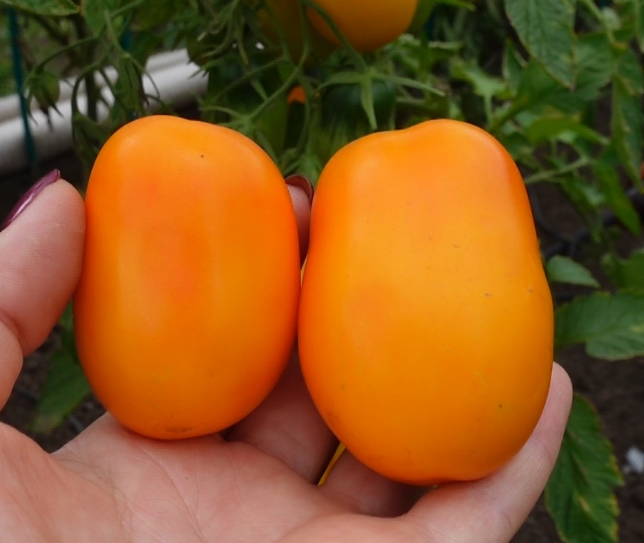 купить семена томата БАНАНОВЫЕ ПАЛЬЧИКИ (Dwarf Banana Toes)