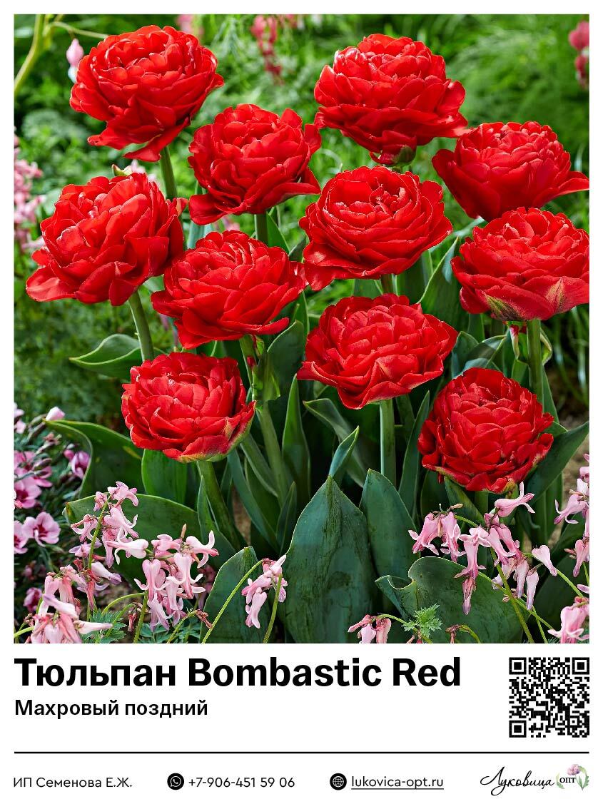 Тюльпан Bombastic Red (Махровый поздний)