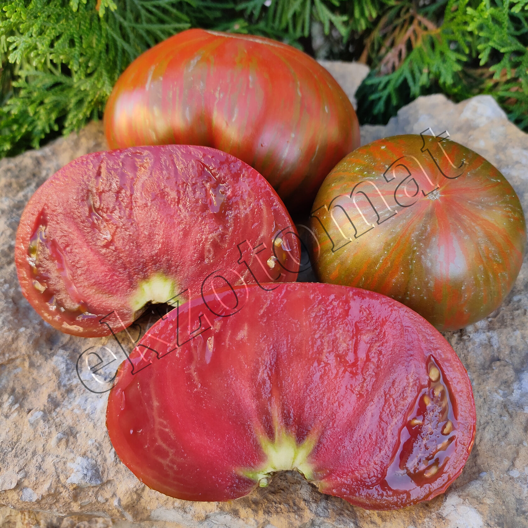 Dwarf Chocolate Lightning (Гном Шоколадная молния)