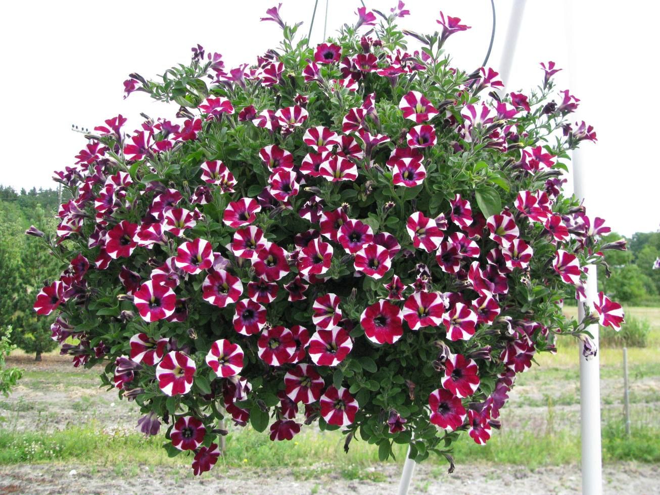 Петуния каскадная Bicolor Cabernet