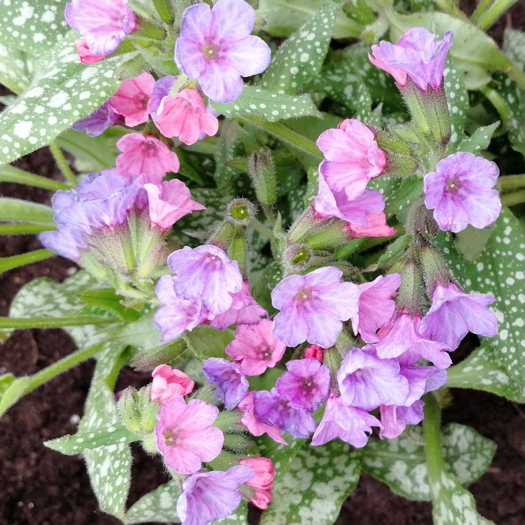 Медуница сахарная, купить саженцы