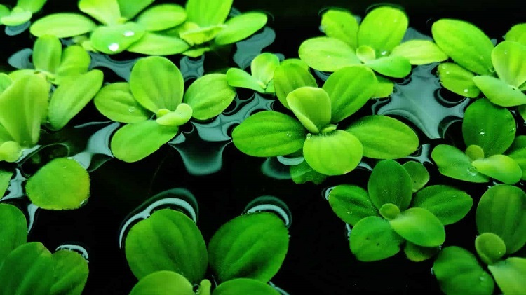 Аквариумный мох: Риччия Плавающая