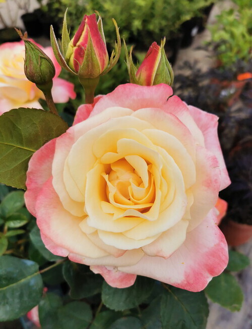 Роза чайно-гибридная Фиджи (Fiji)