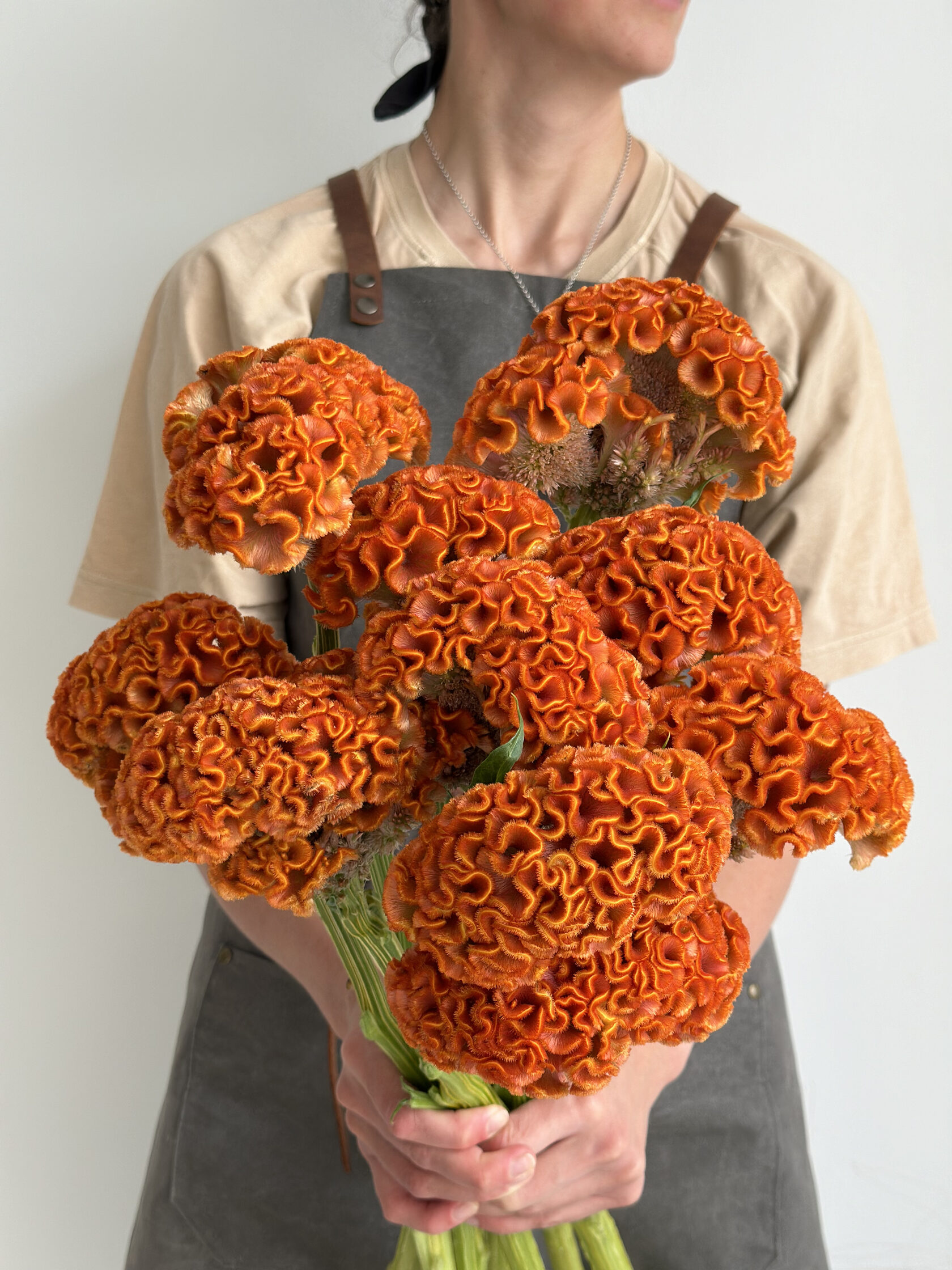 Целозия Reprise Orange