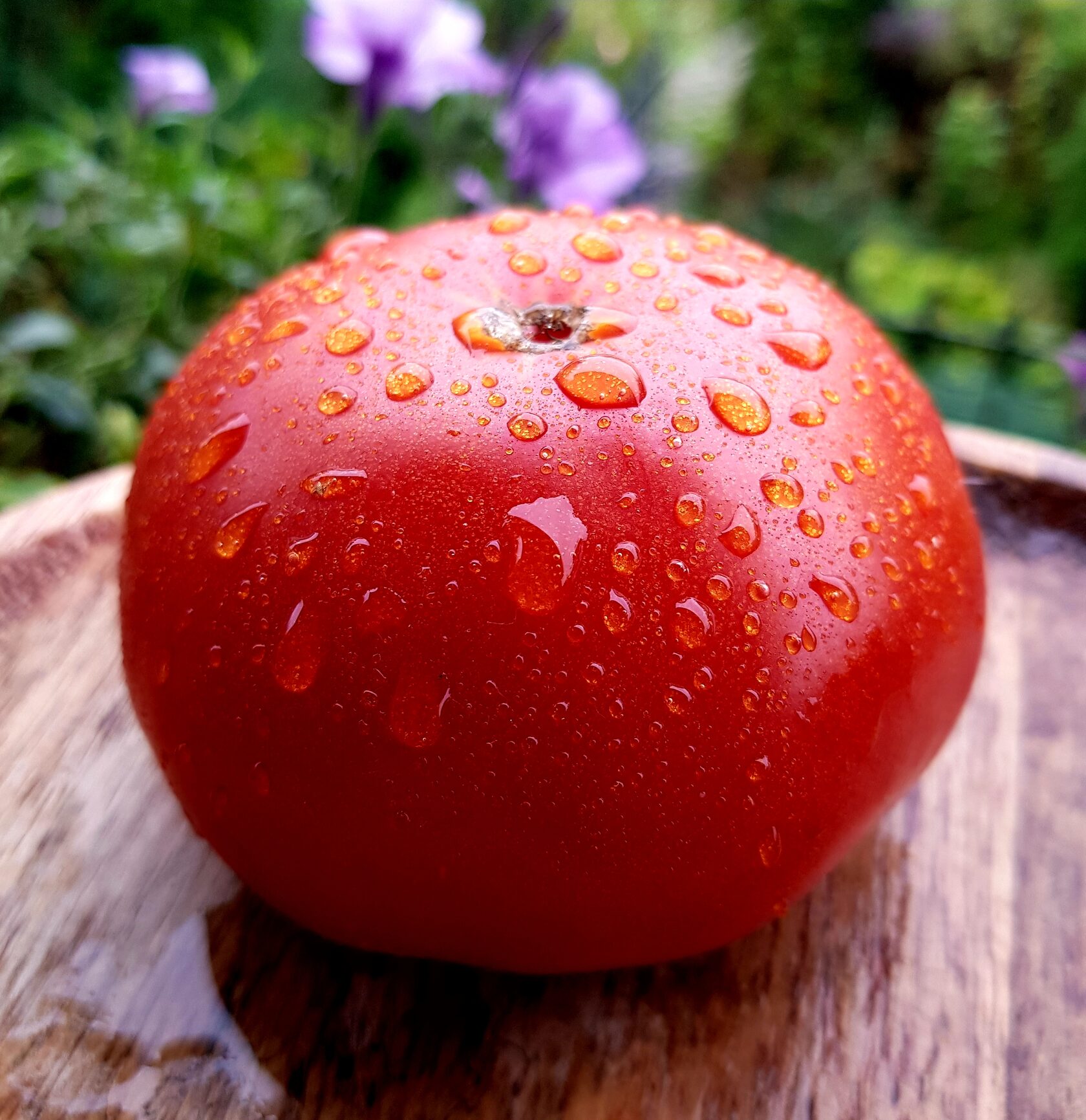 Гном Сладкая Скарлет (Dwarf Sweet Scarlet), США