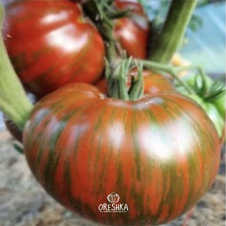 Tomato Dwarf Chocolate Lightning fresh seeds | Oreshka seeds