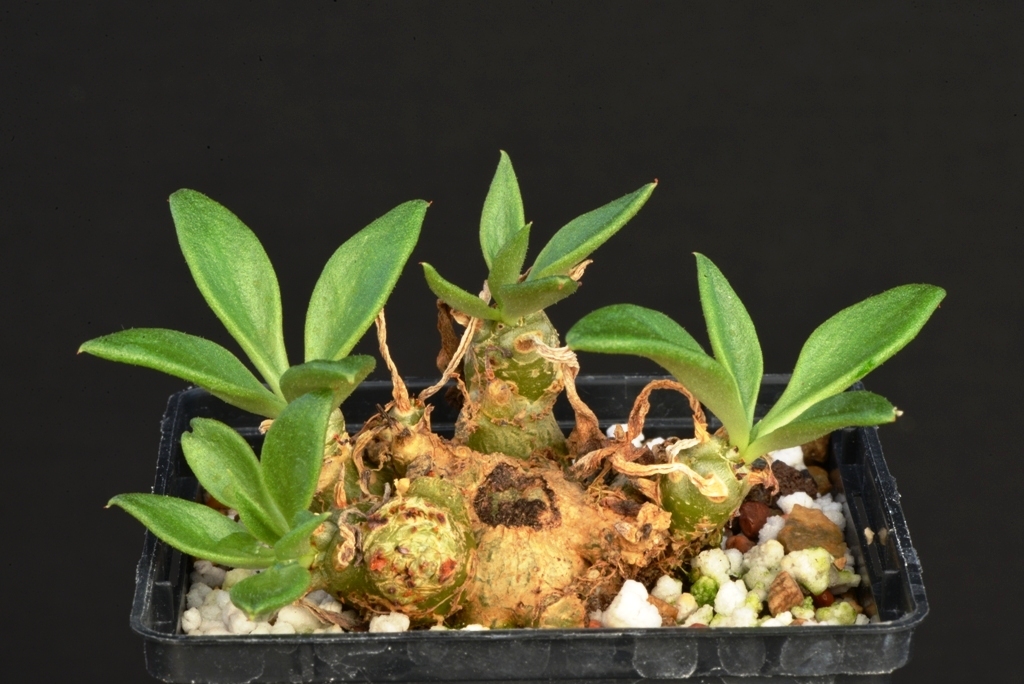 Tylecodon ventricosus (Тилекодон Вентрикосус) 3шт Сбор 23г