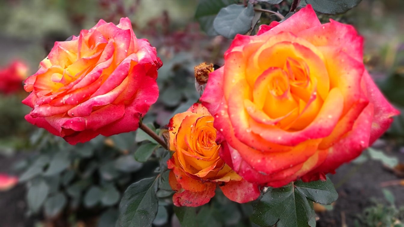 Хай Мэджик / High Magic (High & Magic)