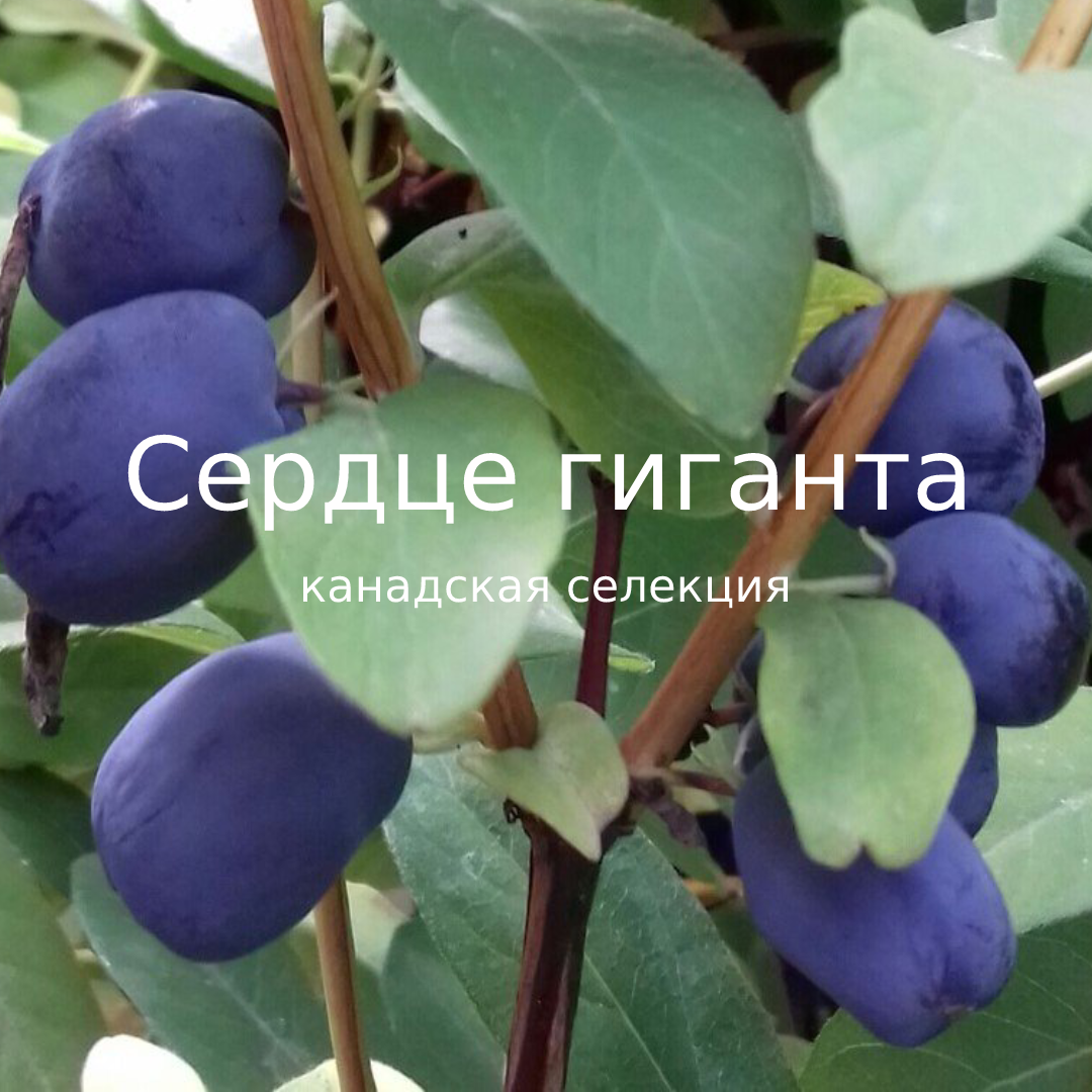 Сердце Гиганта