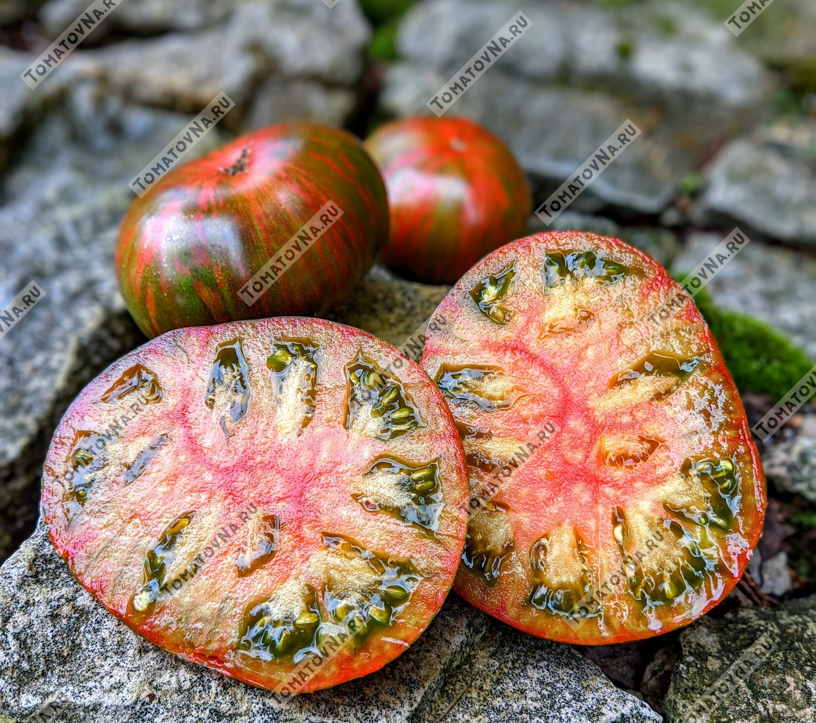 Томат Мятные полосы, гном / Dwarf Peppermint Stripes