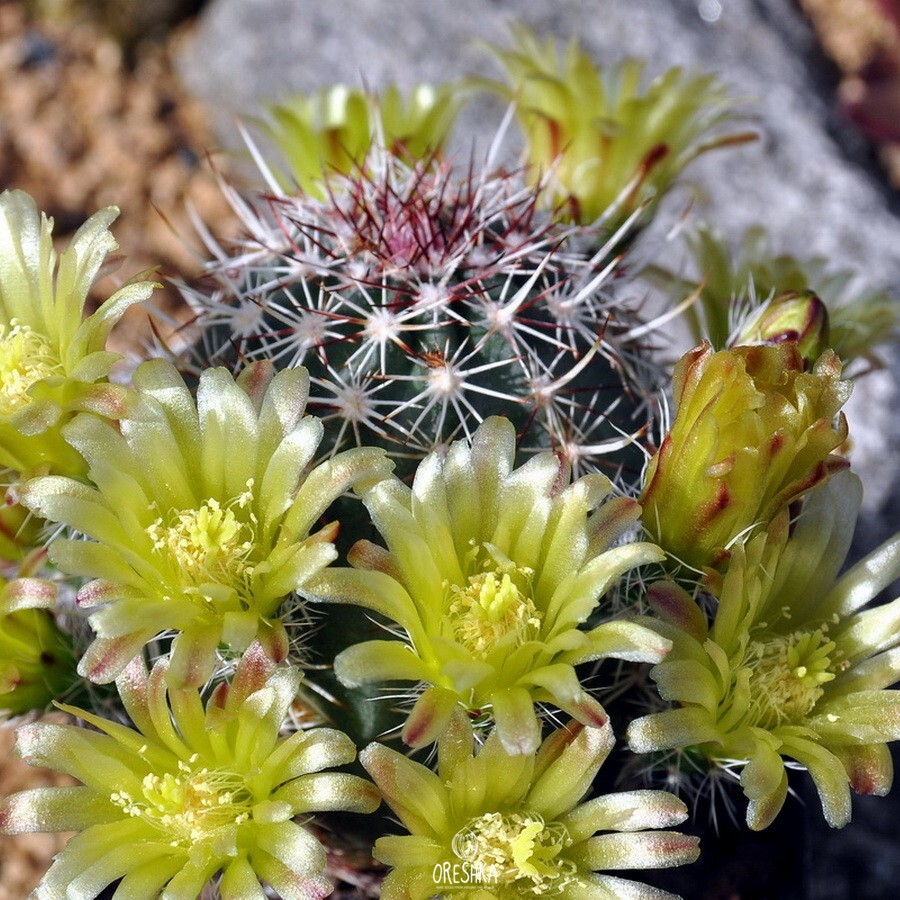 Buy Organic Succulent Cactus Echinocereus viridiflorus Seeds | Oreshka ...