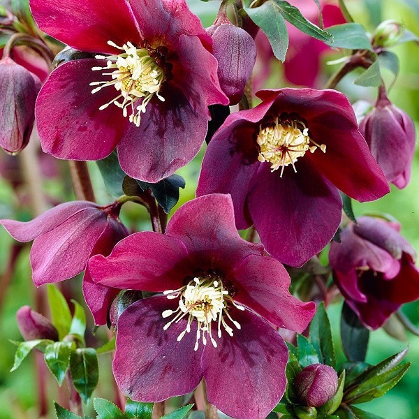 orientalis ’Pretty Ellen Red’ (восточный Претти Эллен Рэд)