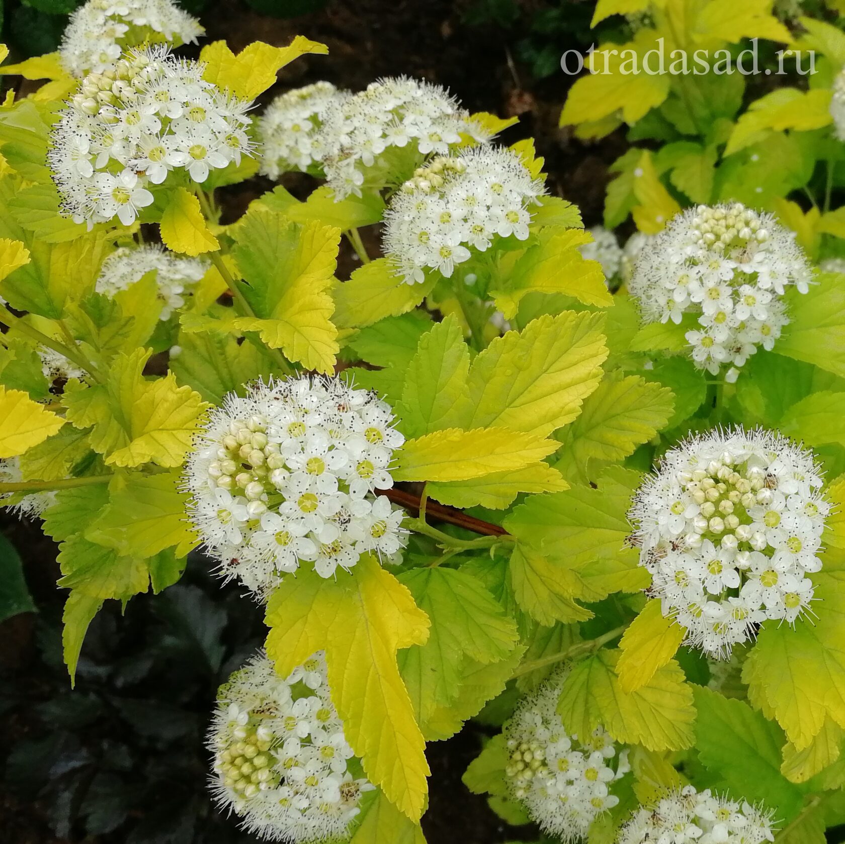 Пузыреплодник калинолистный Angel Gold, саженцы