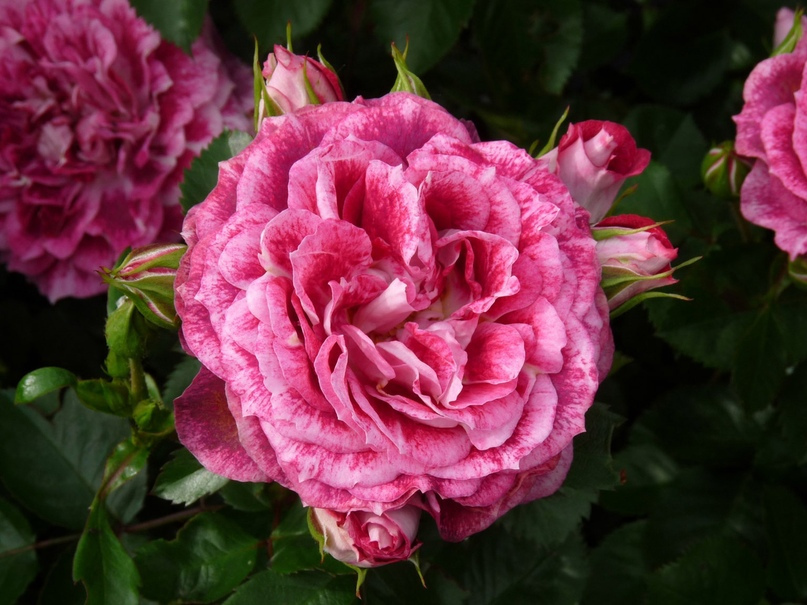 Летс Селебрейт / Let's Celebrate