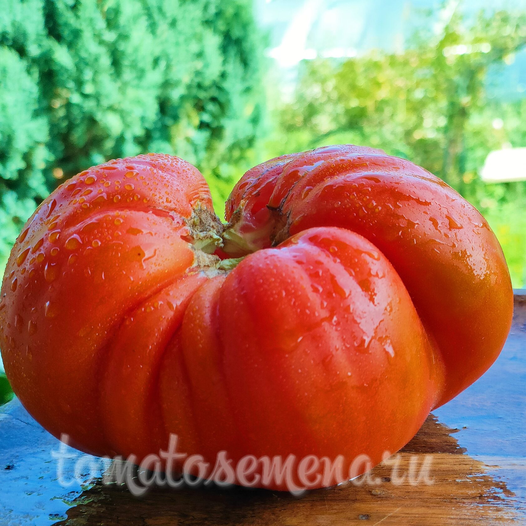 Большой Брут (Brutus Magnum)