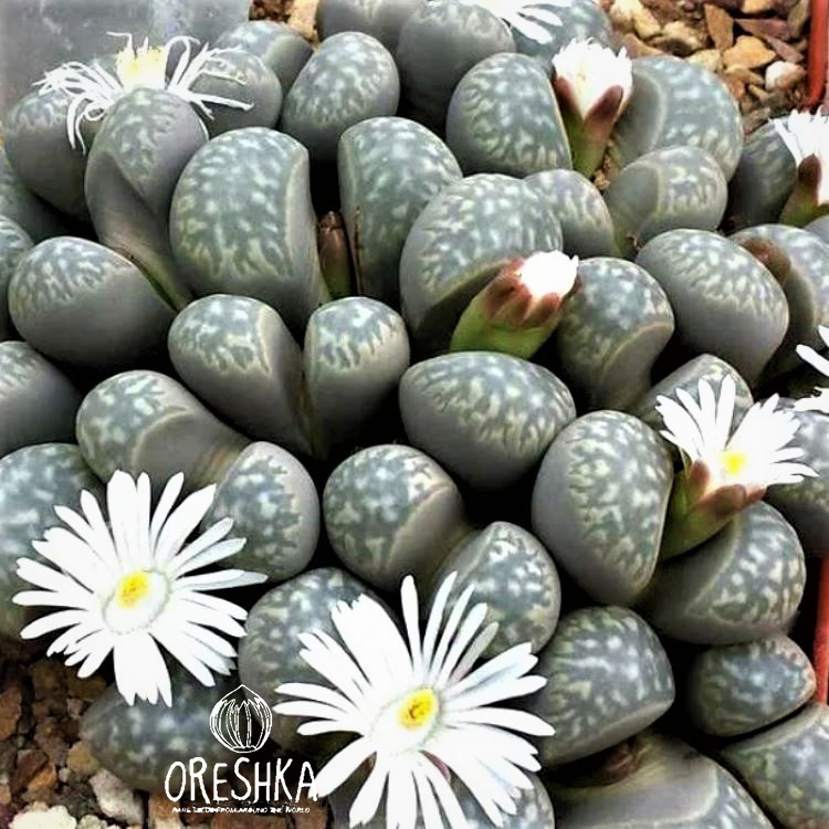 Buy Unique Succulent: Lithops marmorata Mix Seeds | Oreshka-Seeds.com