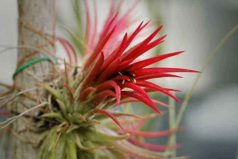 Tillandsia compacta (Атмосферная тилландсия Компакта) 2шт Сбор 24г