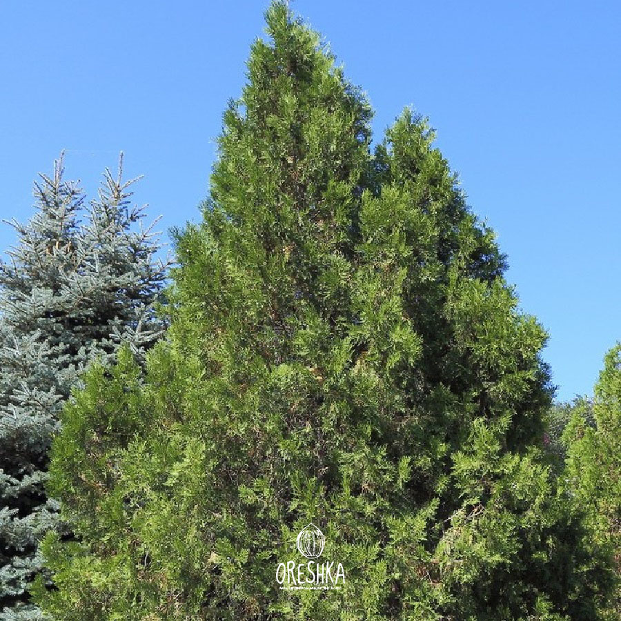 Platycladus orientalis, Coniferous tree | Oreshka seeds